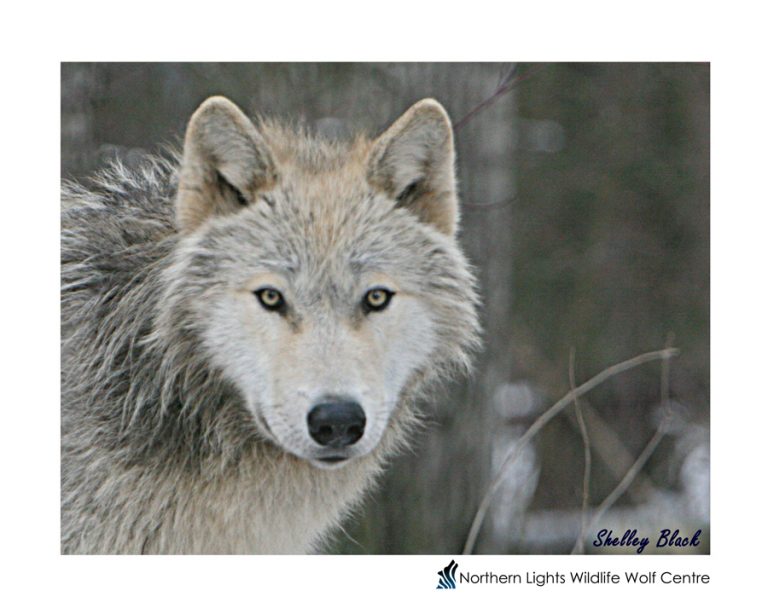 northernlightswildlife | Meet the Wolf Pack