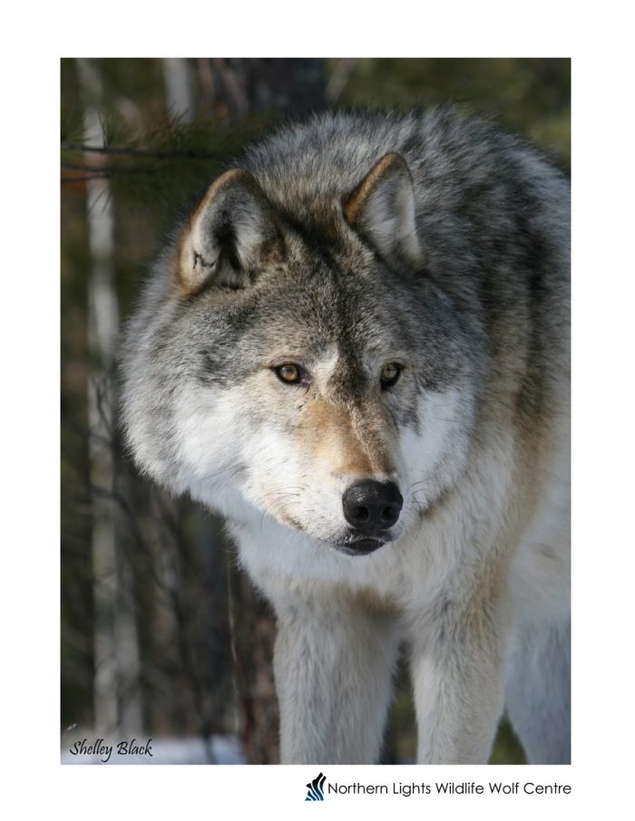 northernlightswildlife | Guardian Wolves