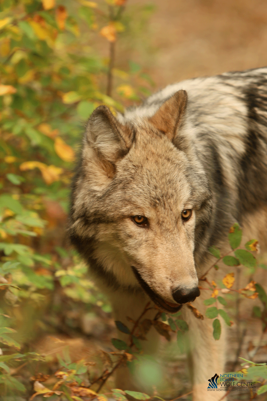 northernlightswildlife | Meet the Wolf Pack