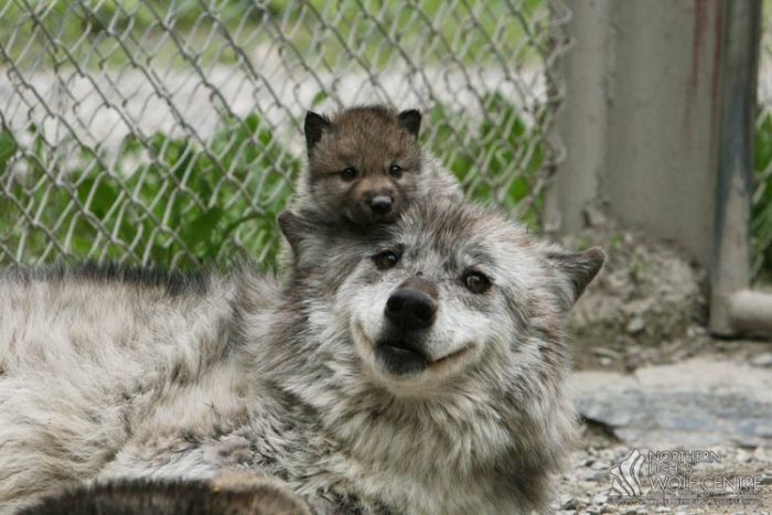 northernlightswildlife | Wolf Centre Tours