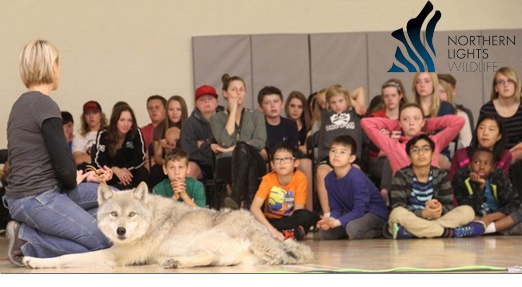northernlightswildlife | Wolf Centre Tours