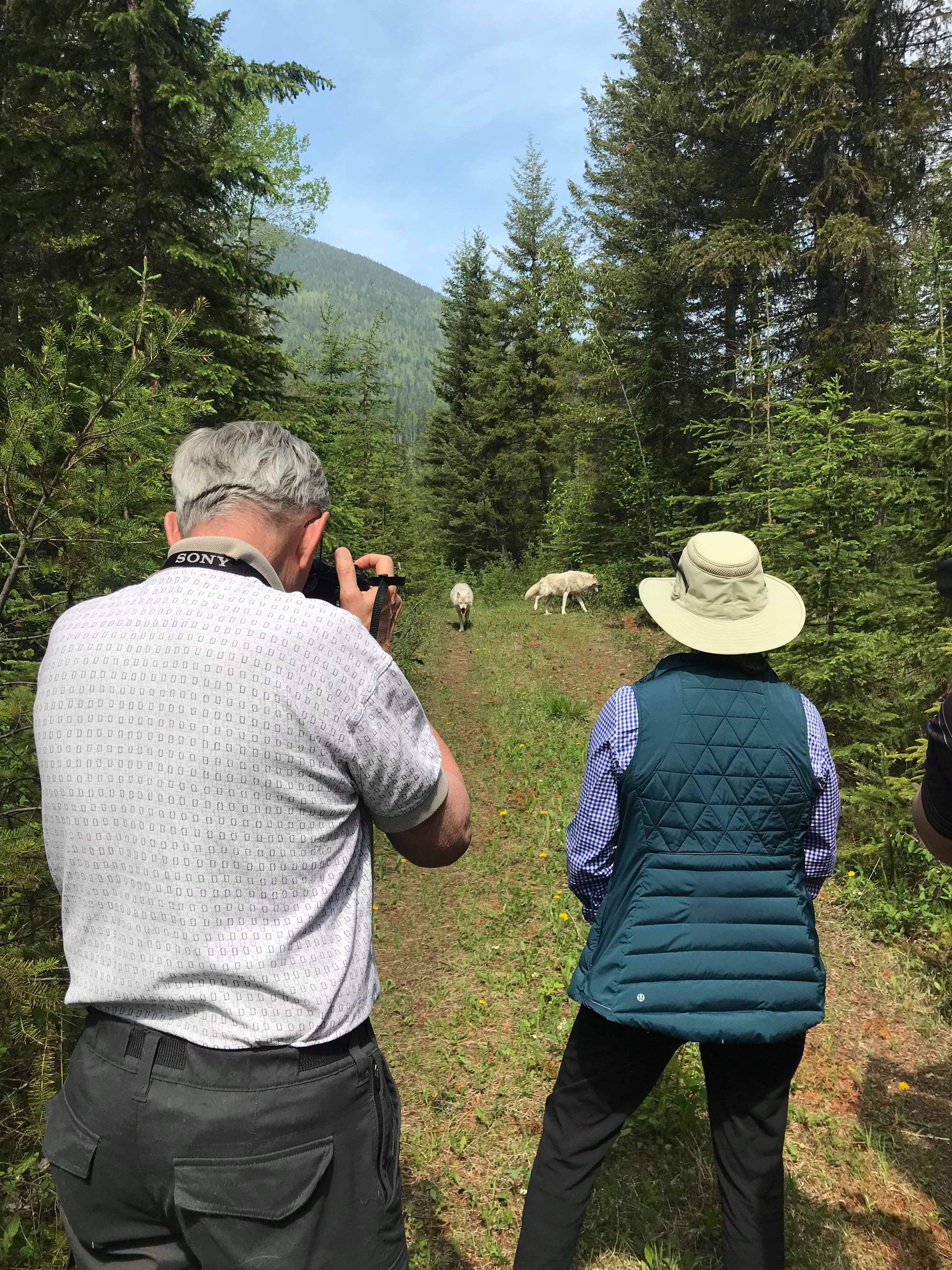 northernlightswildlife | Walk with Wolves