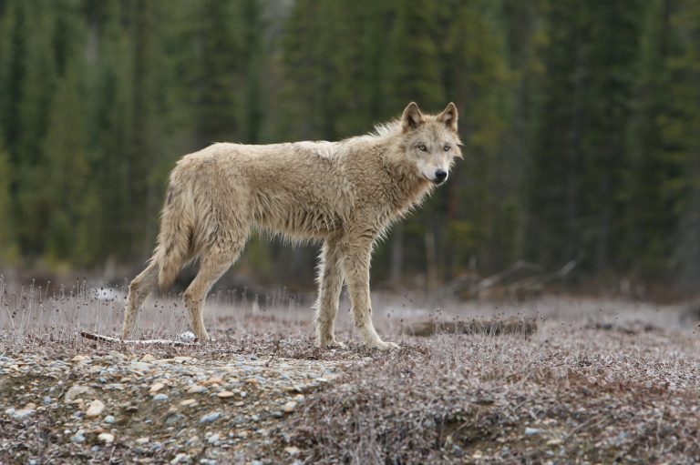 northernlightswildlife | Meet the Pack
