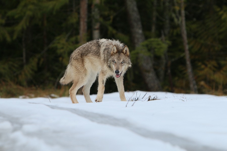 northernlightswildlife