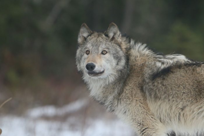 northernlightswildlife | Meet the Wolf Pack