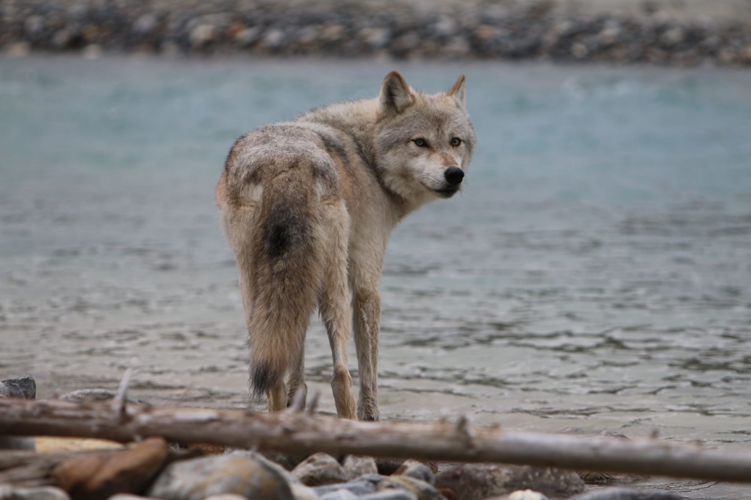 northernlightswildlife | Meet the Pack