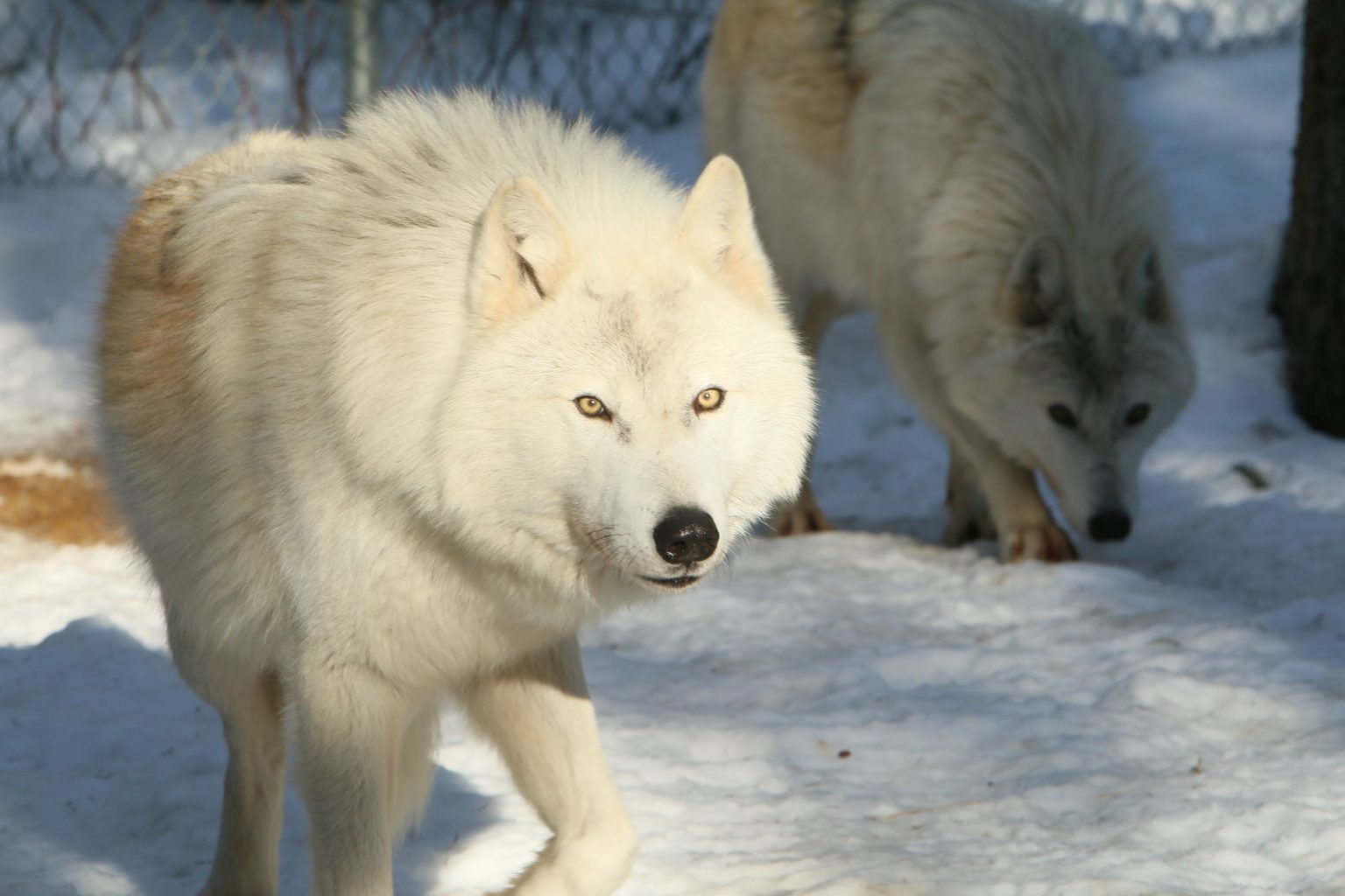northernlightswildlife | Meet the Pack